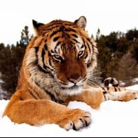 Merab Dvalishvili hat: Is Merab Dvalishvili's hat the same as Khabib ...