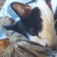 What is entity cramming in Minecraft?